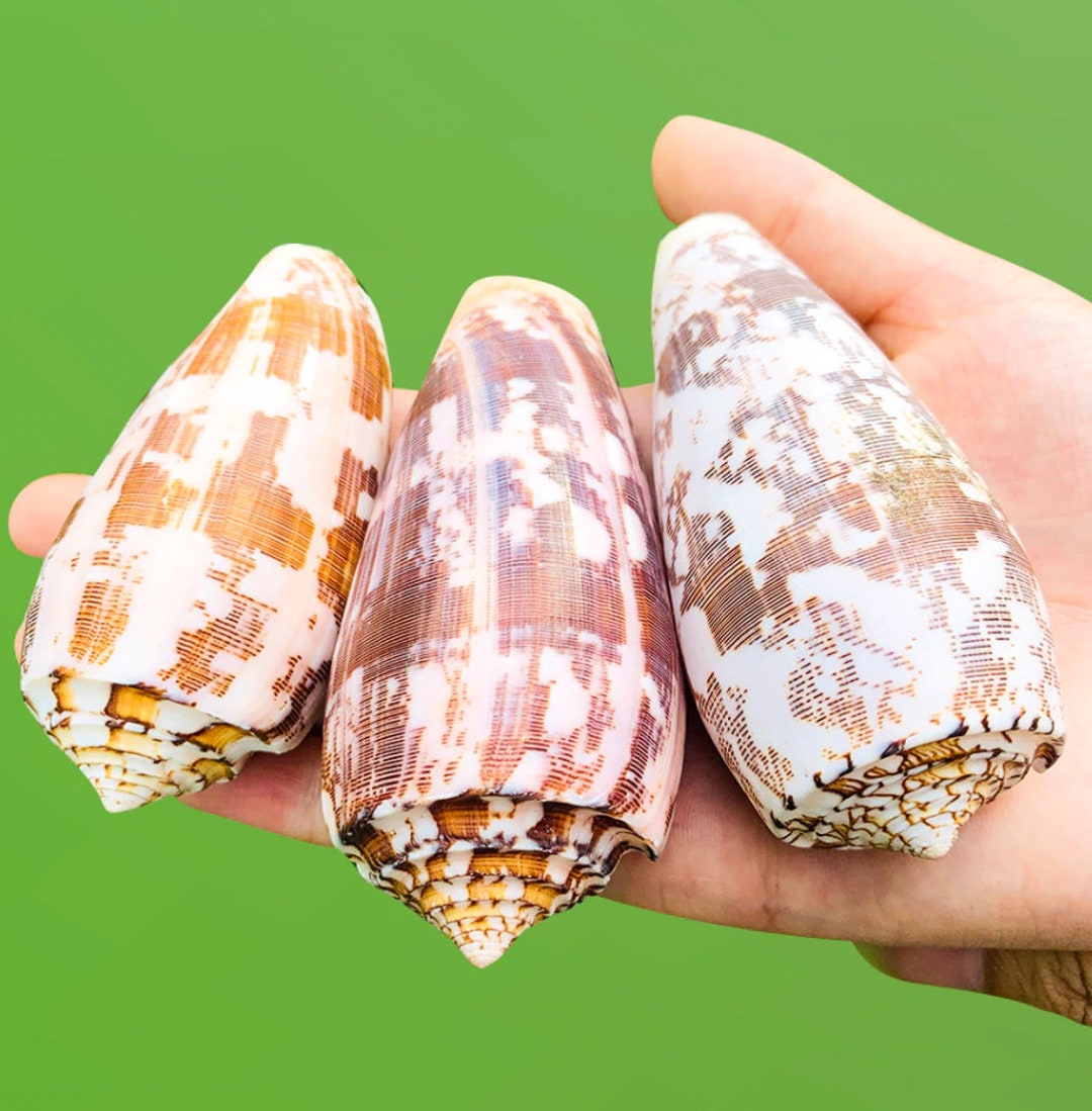 RARE Natural Snail Dragon Conch Seashells 8-9cm Conch Shell Fish Tank ...