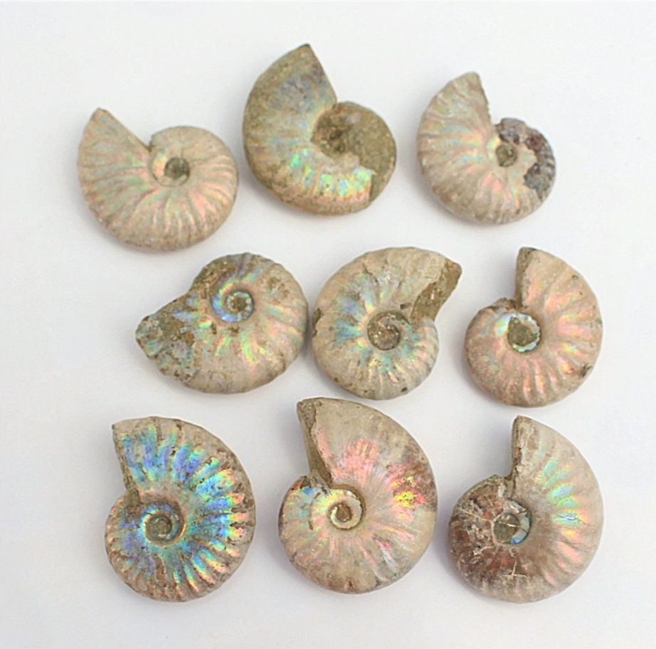 Rare Natural Conch Shell Starfish Craft Decoration Immemorial - Etsy