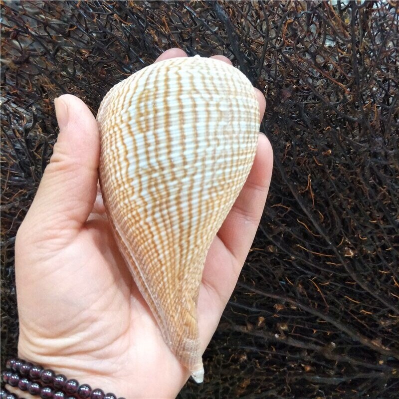 Natural Conch Shell 7-13CM Conch Natural Craft Ornaments - Etsy