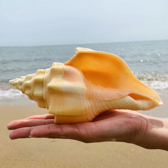 Conch Shell Lord Of The Flies