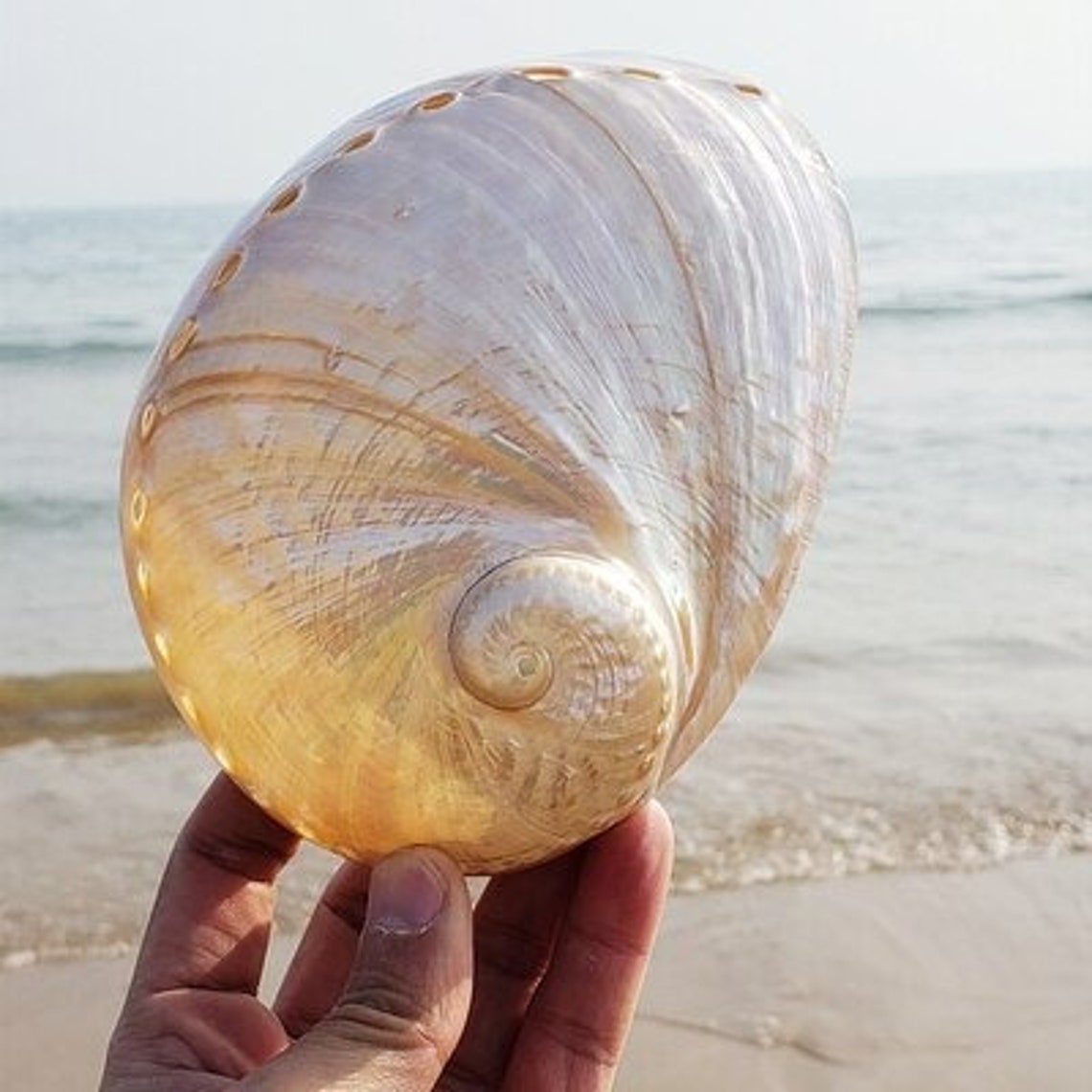 Natural Abalone Shell: Polished Seashell Home Decor (12-14cm) - Etsy
