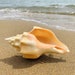 AAA LARGE Natural Conch Shells Decorate17-20cm Large Natural - Etsy