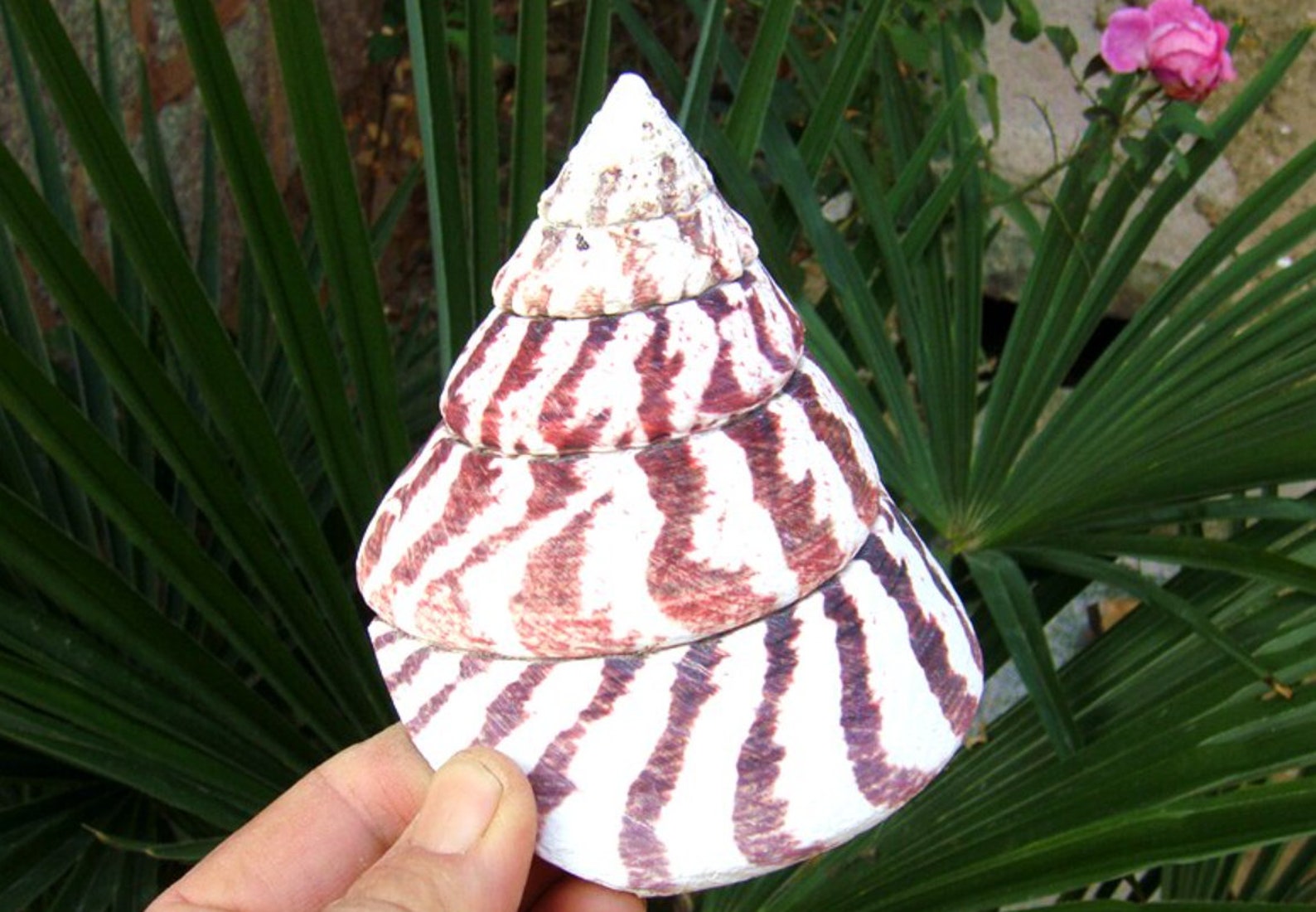 12-14cm LARGE Natural Red Tower Snail Coral Sea Coral Tree - Etsy