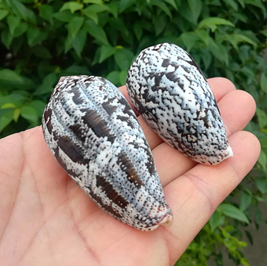 Rare Sea Decor 5-6cm Natural Conch Shell Tower Snail | Natural Conch ...