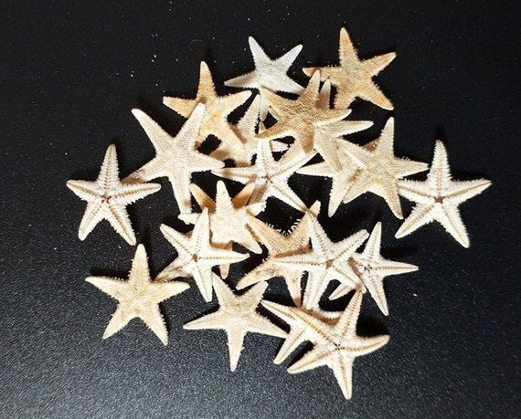 100pcs Natural Sea Star Small Starfish Star Sea Shell Beach | Etsy