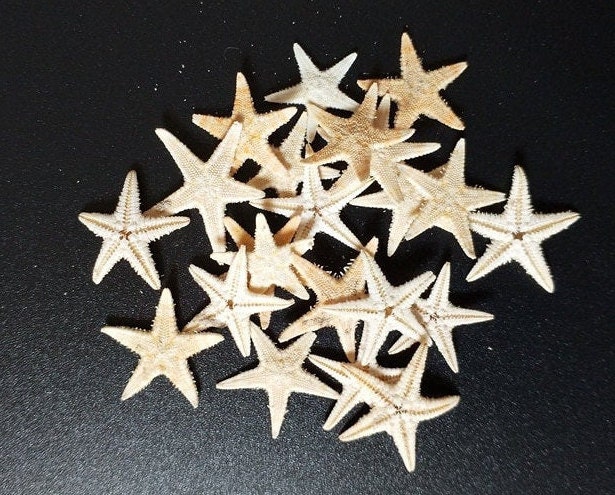 100pcs Natural Sea Star Small Starfish Star Sea Shell Beach - Etsy