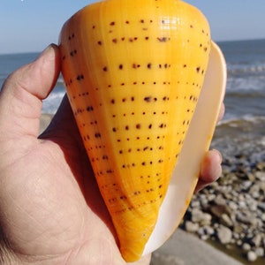 Rear Natural Corn Conch Yellow Big Shells | Natural Conch Shell Fish ...