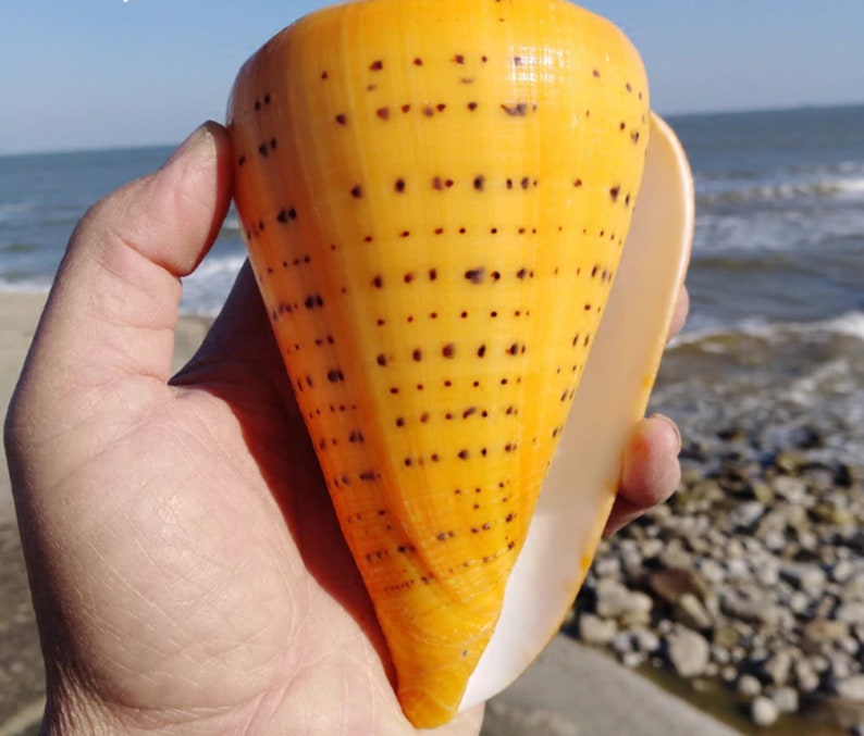 Rear Natural Corn Conch Yellow Big Shells Natural Conch - Etsy