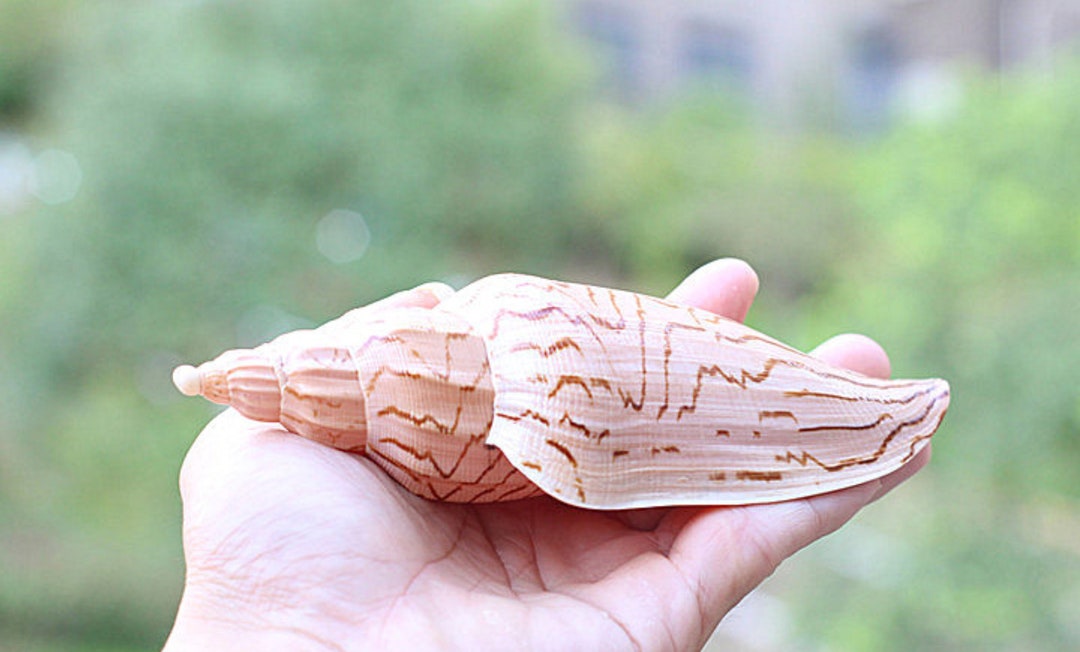 AAA LARGE 15-16CM RARE Natural Conch Shells Long Snails Dafa Screw ...