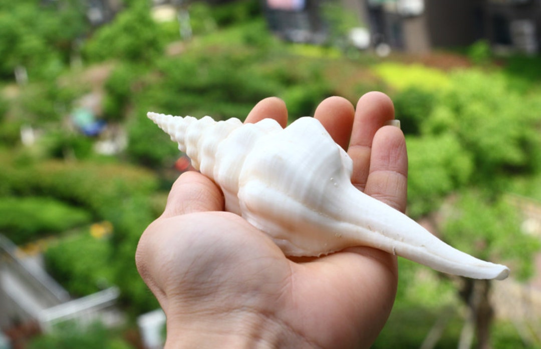 AAA LARGE Natural Conch Shells Long Snails Dafa Screw Secret // Conch ...