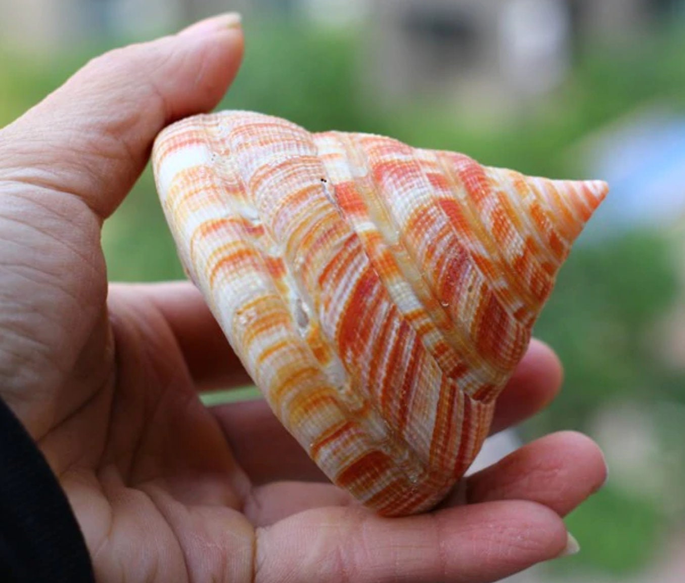 Natural Nautilus Seashell: Rare Conch Shell for Home Decor (6-8CM) - Etsy