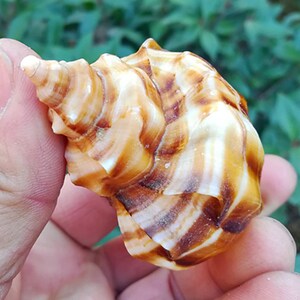 Natural Conch Shell: Red Mouth Flower Seashell (8-9cm) - Etsy