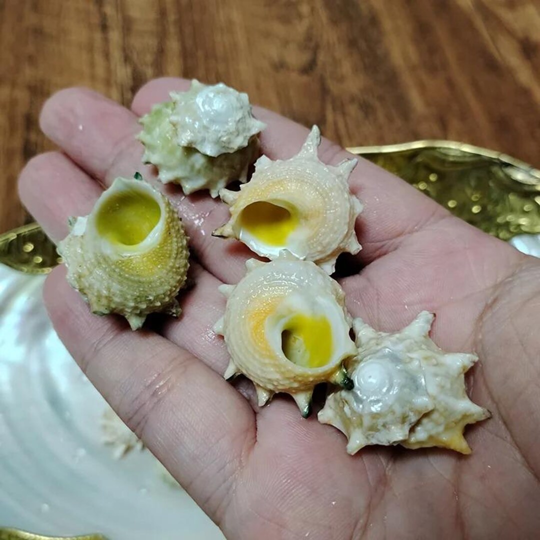 5 Astraea Calcar Conch Shells: Light Green Turban Snails (2.5-3.5cm) - Etsy