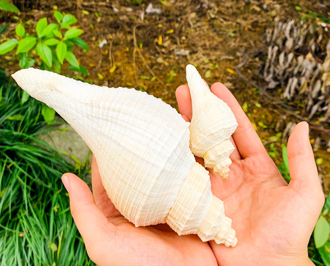 20cm Natural Conch Shells Nautical Home Decor Seashells Collectibles ...