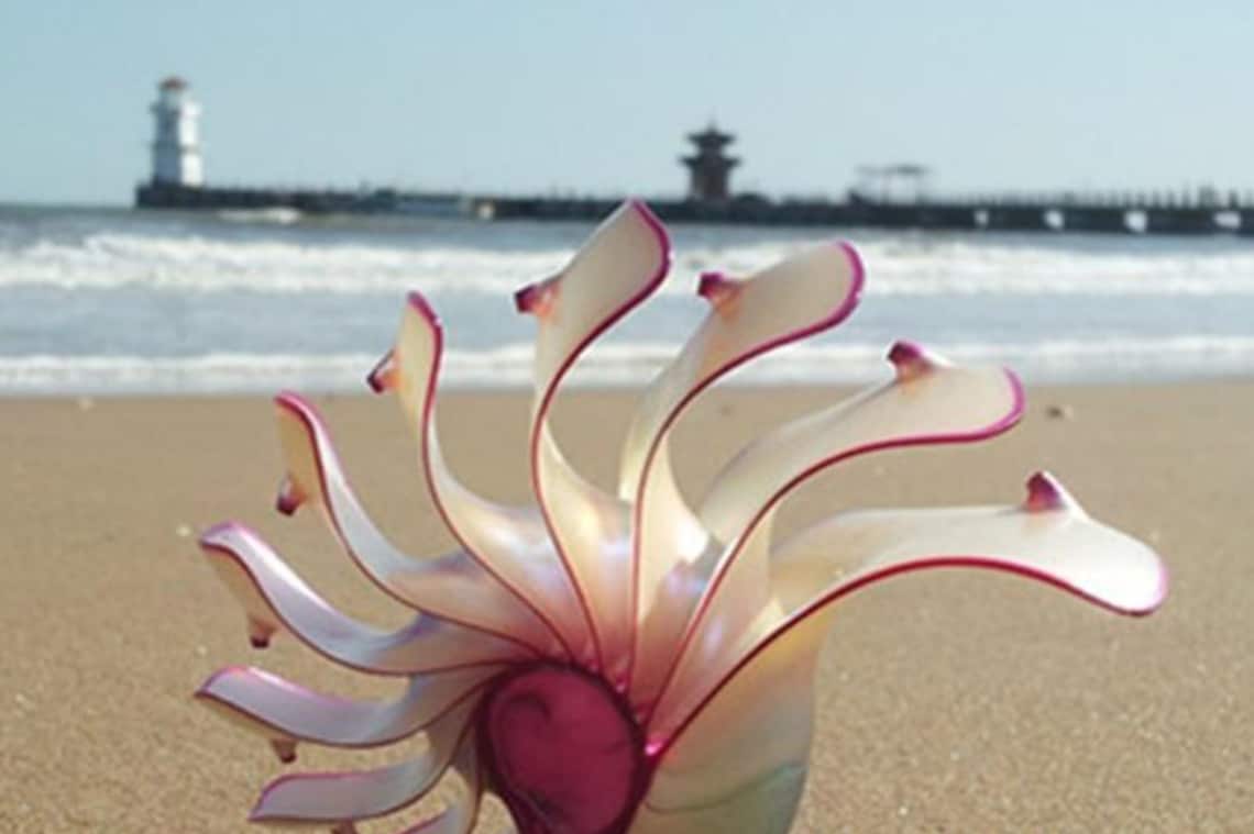 Rare Rose Nautilus Conch Shell: Natural Aquarium Decor - Etsy