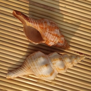 Rare Natural Conch Shell Snail 11cm | Natural Conch Shell Red Mouth ...