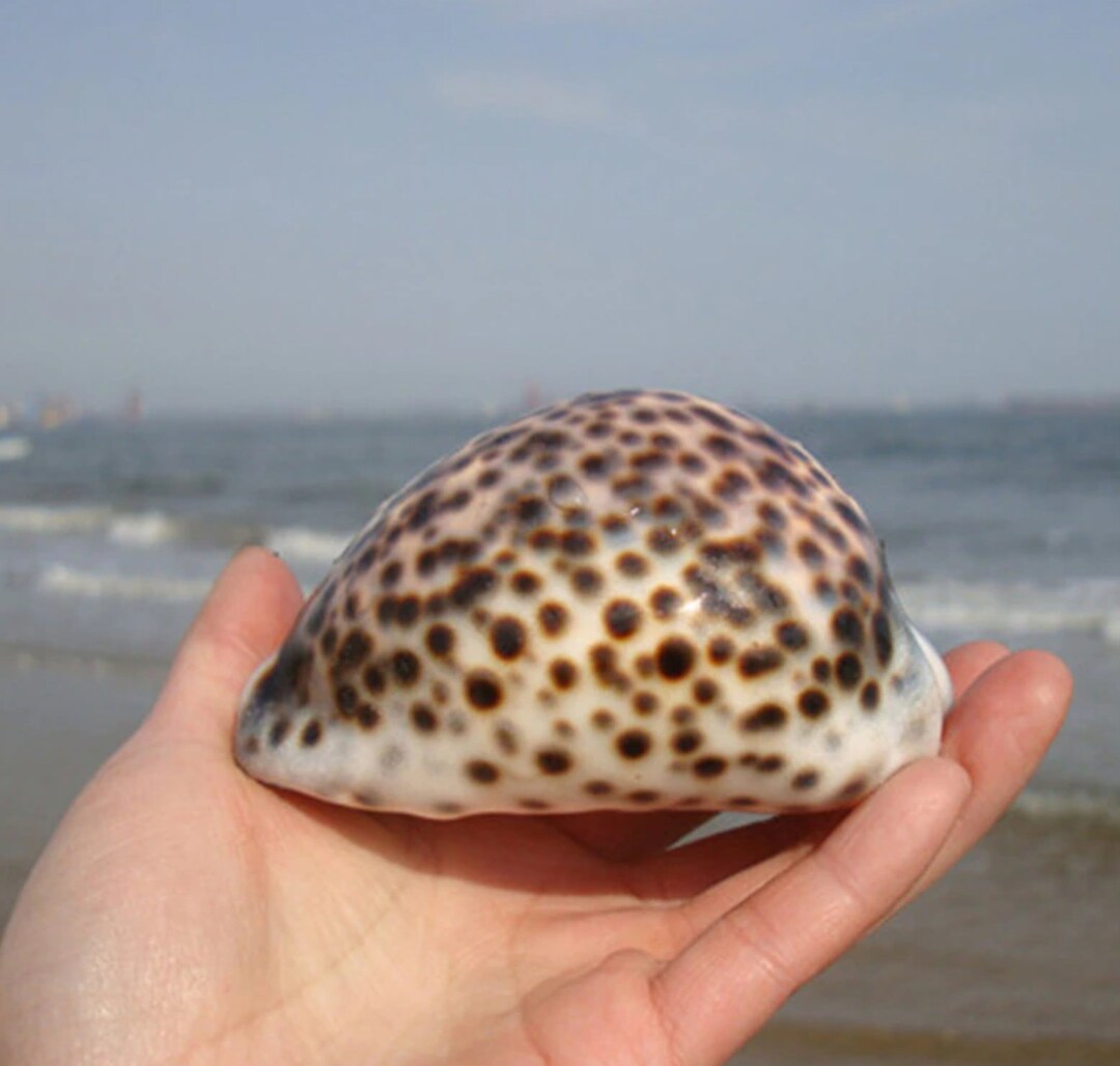 2PCS Natural Tiger Cowrie Seashell: Aquarium Fish Tank Ornament - Etsy