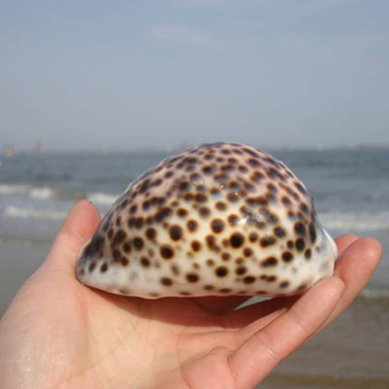 Tiger Cowrie - Etsy
