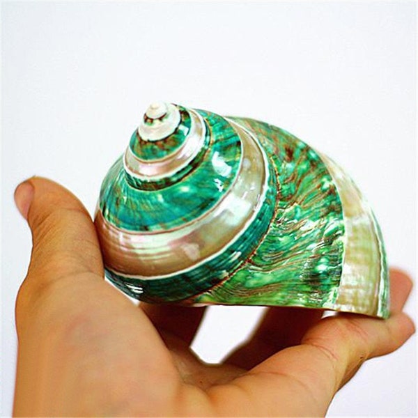 Shell Ornaments - Etsy