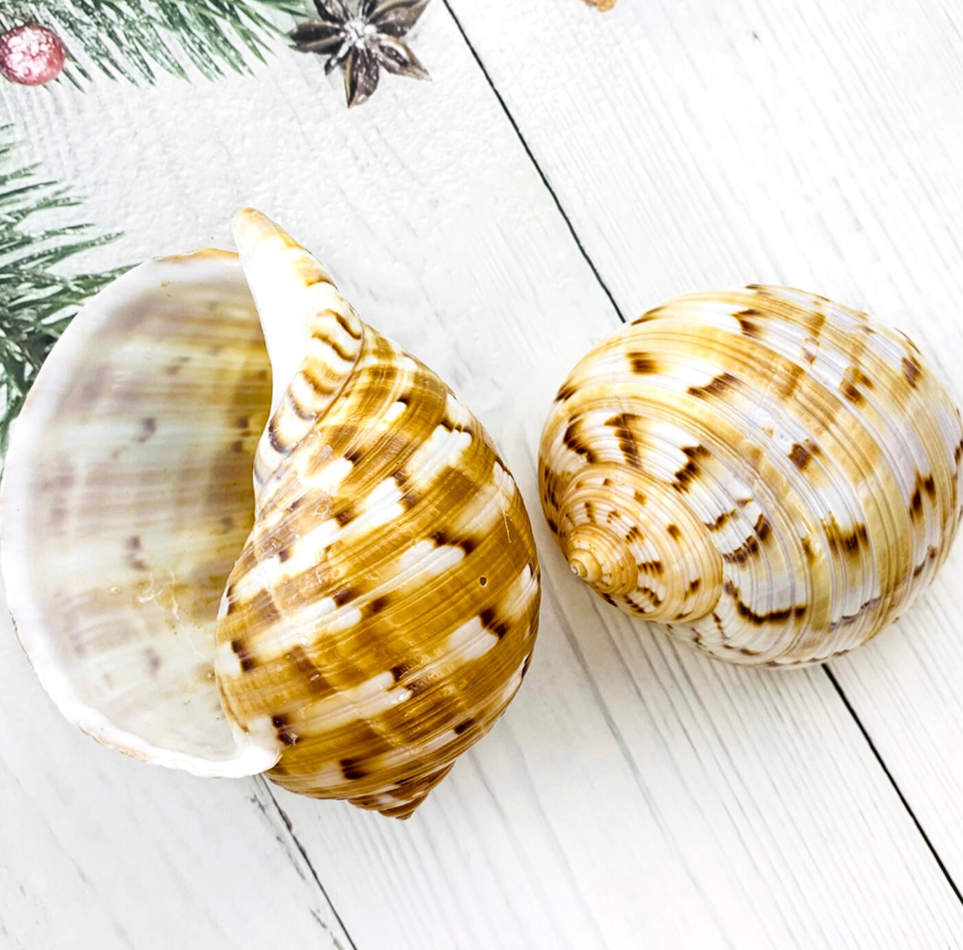 8-10cm LARGE Turban Natural Shell Shell & Conch Fish Tank - Etsy