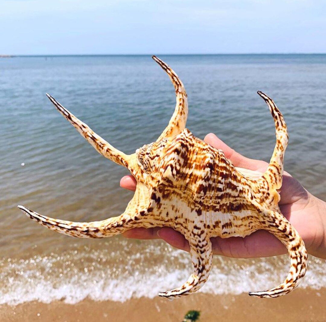 Rare 12-15 Cm Natural Large Conch Shells | Natural Water Conch Shells ...