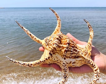 LARGE Rare Natural Conch Shells Long Snails Dafa Screw Secret - Etsy