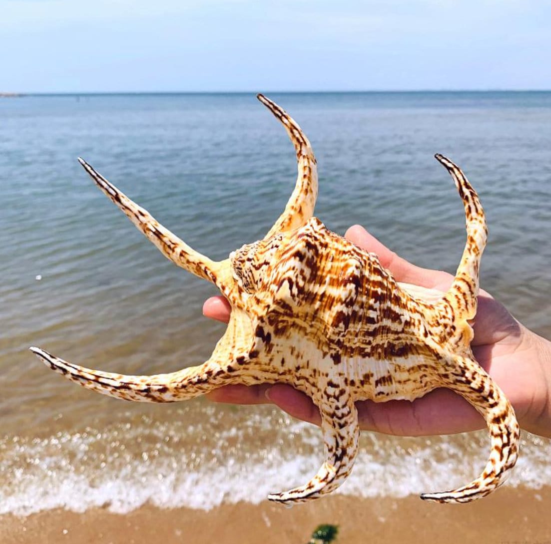Rare 12-15 Cm Natural Large Conch Shells Natural Water Conch | Etsy