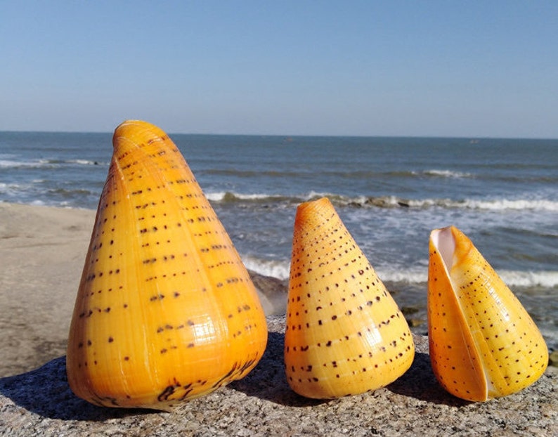 Natural Corn Conch Shell: Yellow Aquarium Decor (8-12cm) - Etsy