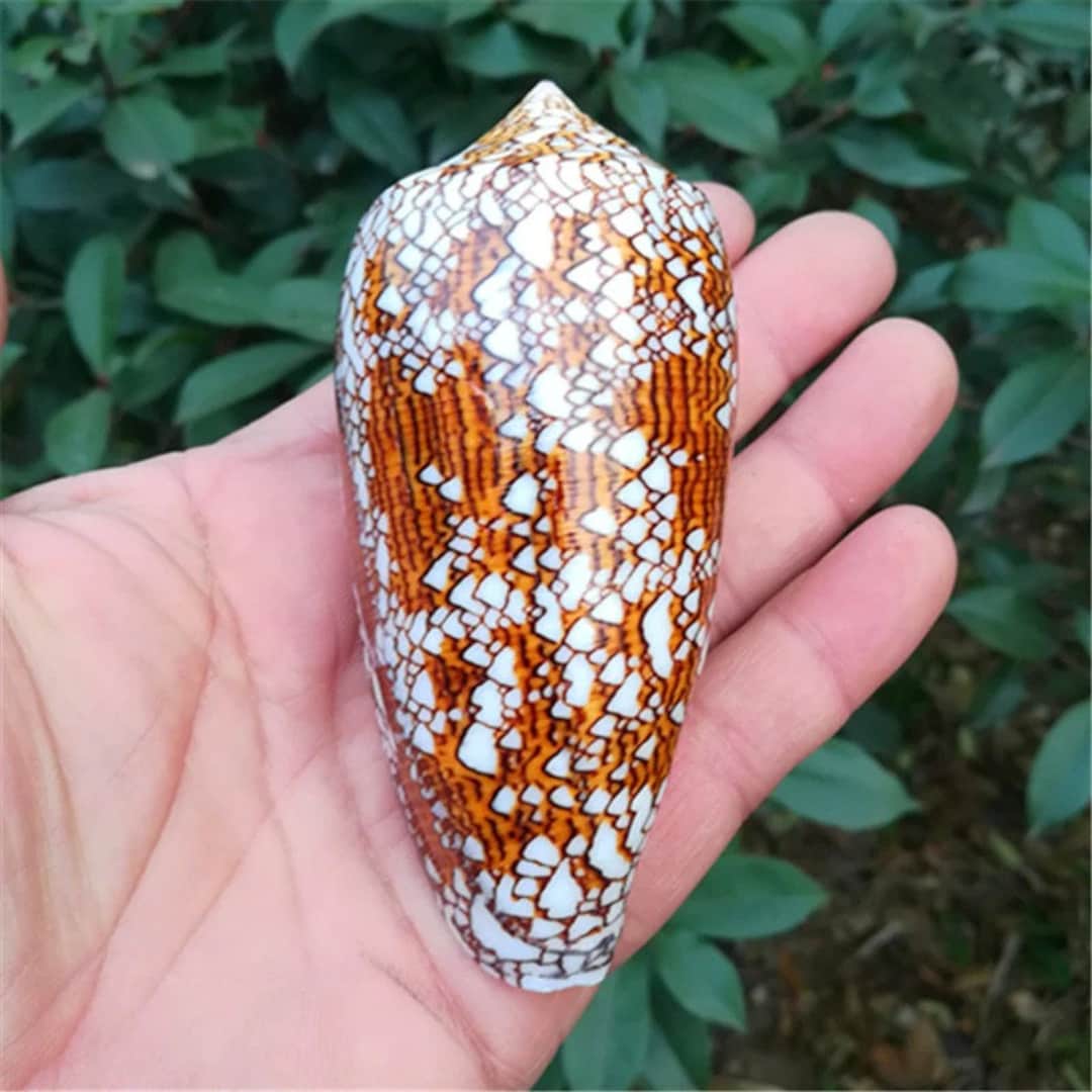 6-9cm Natural Conch Shell Fish Tank Aquarium Decoration Shell Snail ...