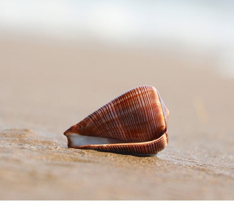 Extremely Rare Natural Conch Shell Fish Tank Aquarium - Etsy