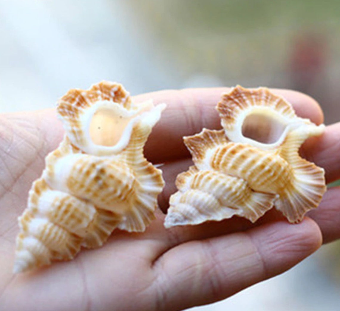 Natural Conch Shell Natural Conch Shell Fish Tank Aquarium - Etsy