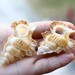 Natural Conch Shell Natural Conch Shell Fish Tank Aquarium - Etsy