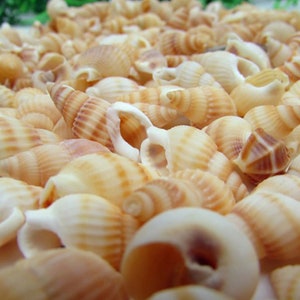 100PCS Natural Conch Shell Aquarium Decoration Mini Sea Beach Shell ...