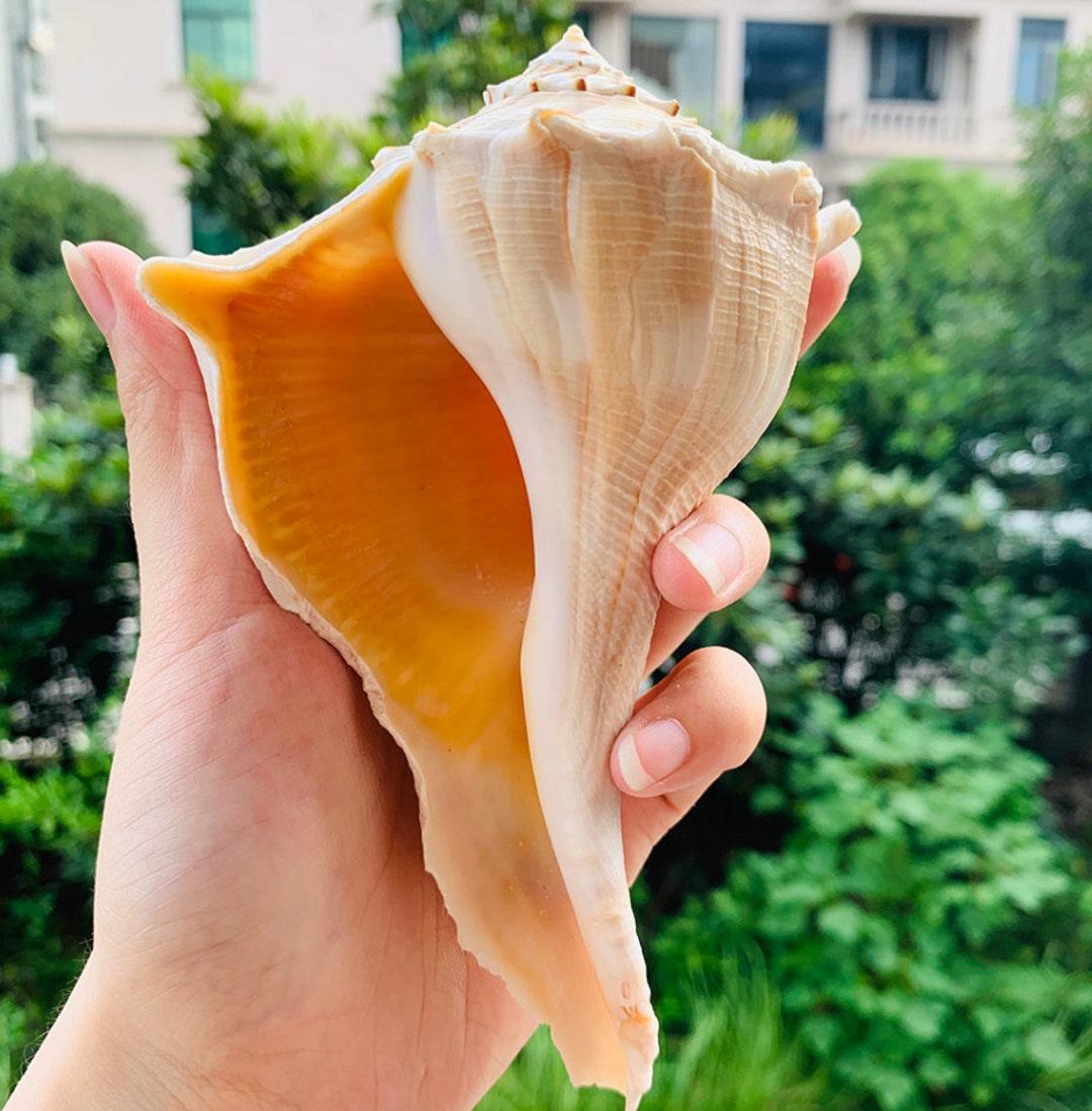 11-17cm RARE Natural Large Conch Feng Shui Snail Nautical Home Decor ...
