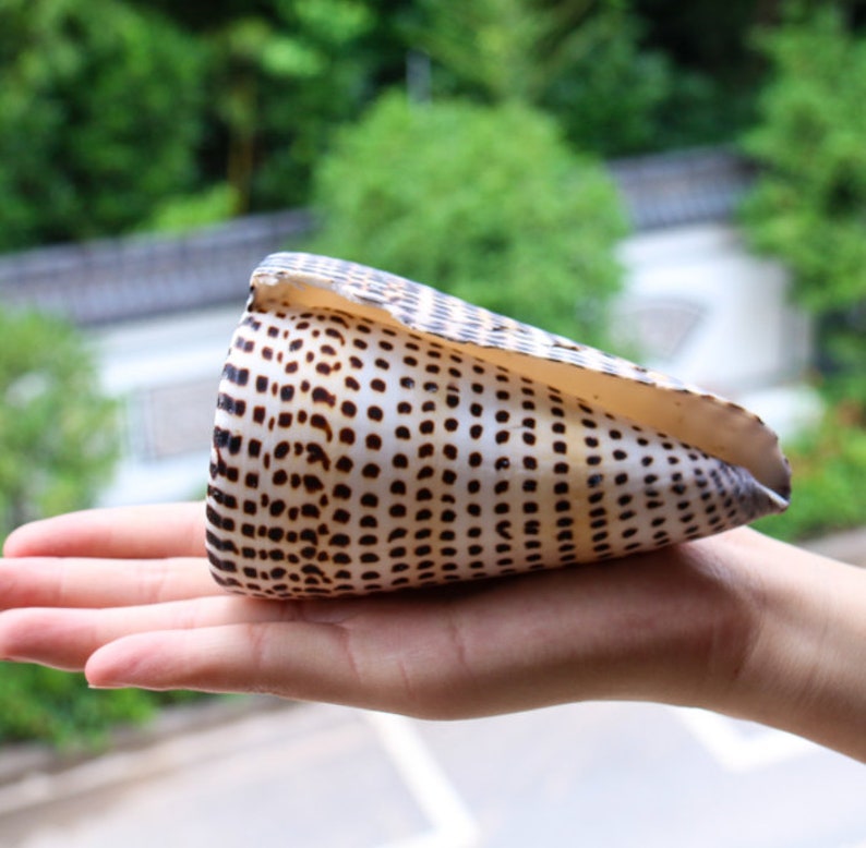 RARE LARGE 10-12cm Natural Craft Conch Shell Corn Conch Sea - Etsy