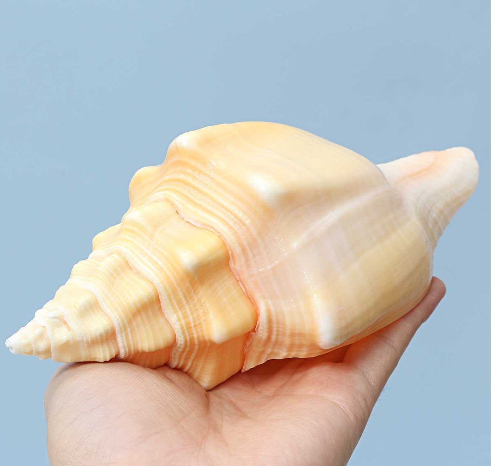AAA LARGE Natural Conch Shells Decorate17-20cm Large Natural - Etsy
