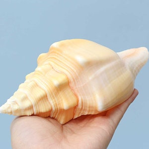 AAA LARGE Natural Conch Shells Decorate,17-20cm Large Natural Conch ...