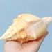 AAA LARGE Natural Conch Shells Decorate17-20cm Large Natural - Etsy