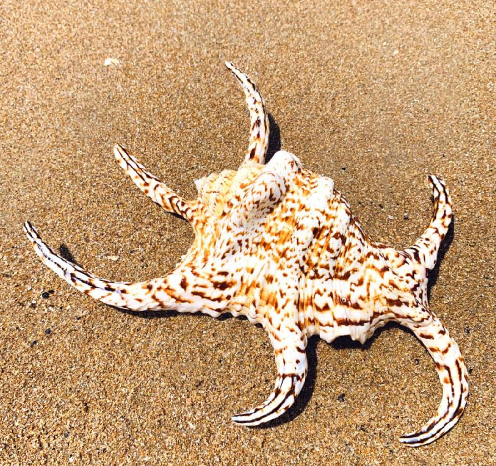 Rare 12-15 Cm Natural Large Conch Shells Natural Water Conch | Etsy