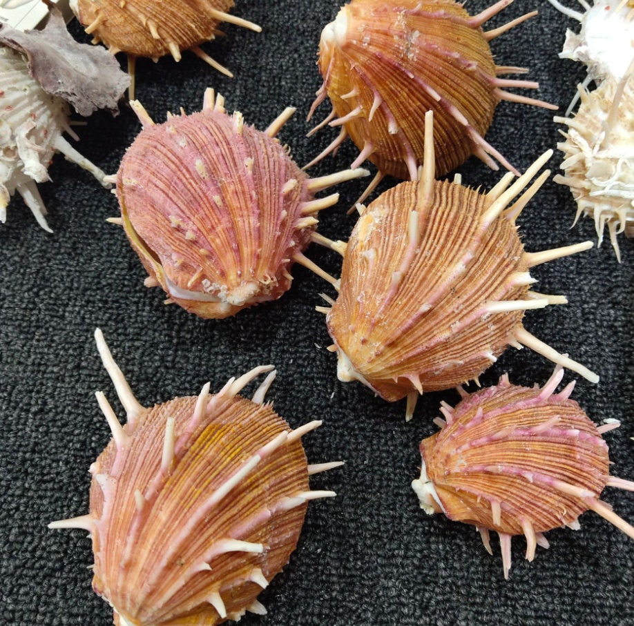 07-13cm LARGE Natural Conch Shells Fish Tank Aquarium - Etsy