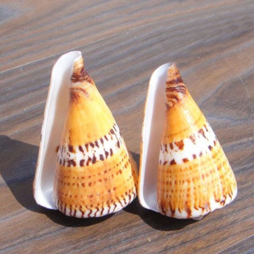 RARE Marine Sea Decor Natural Conch Shell Snail | Natural Conch Shell ...