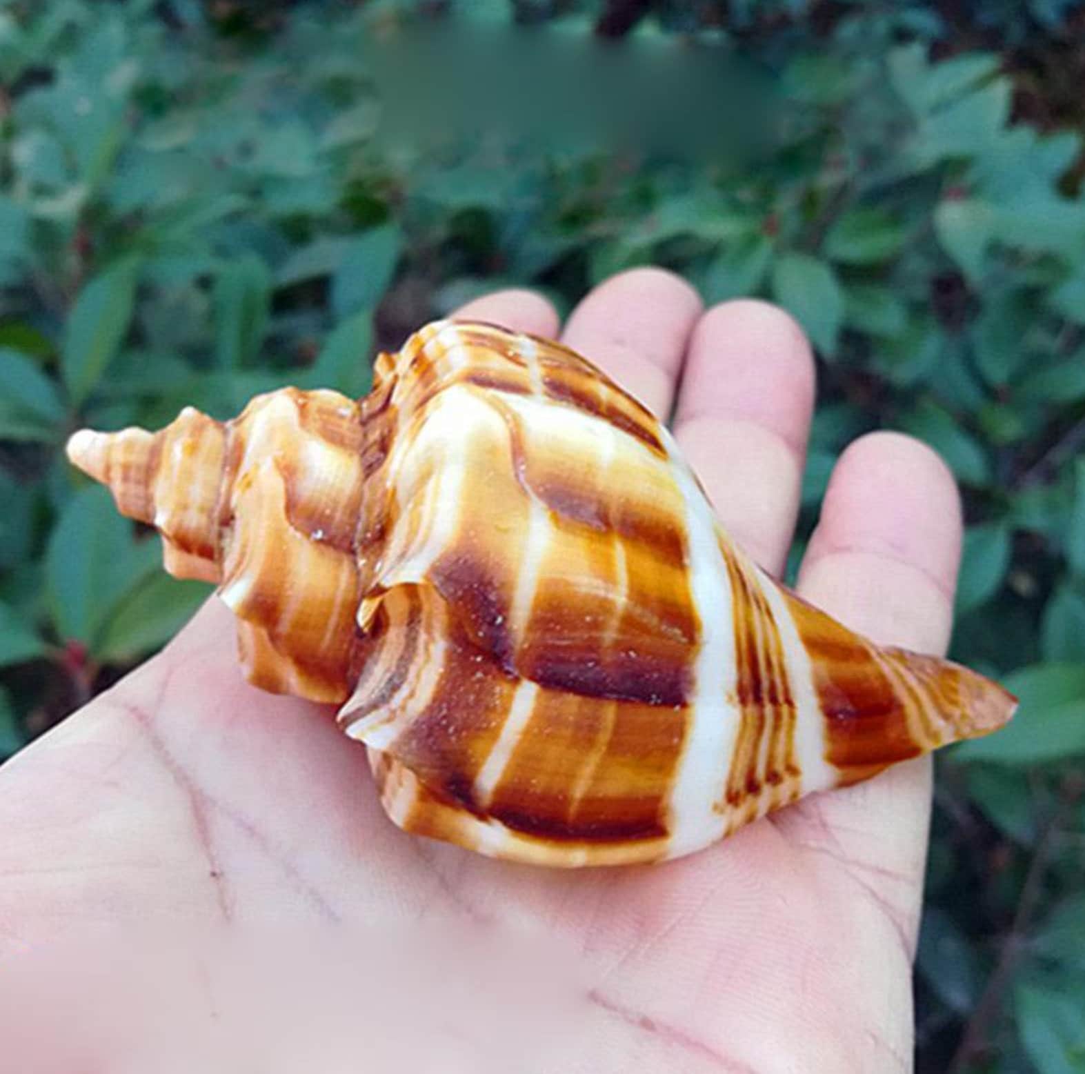 Natural Conch Shell: Red Mouth Flower Seashell (8-9cm) - Etsy