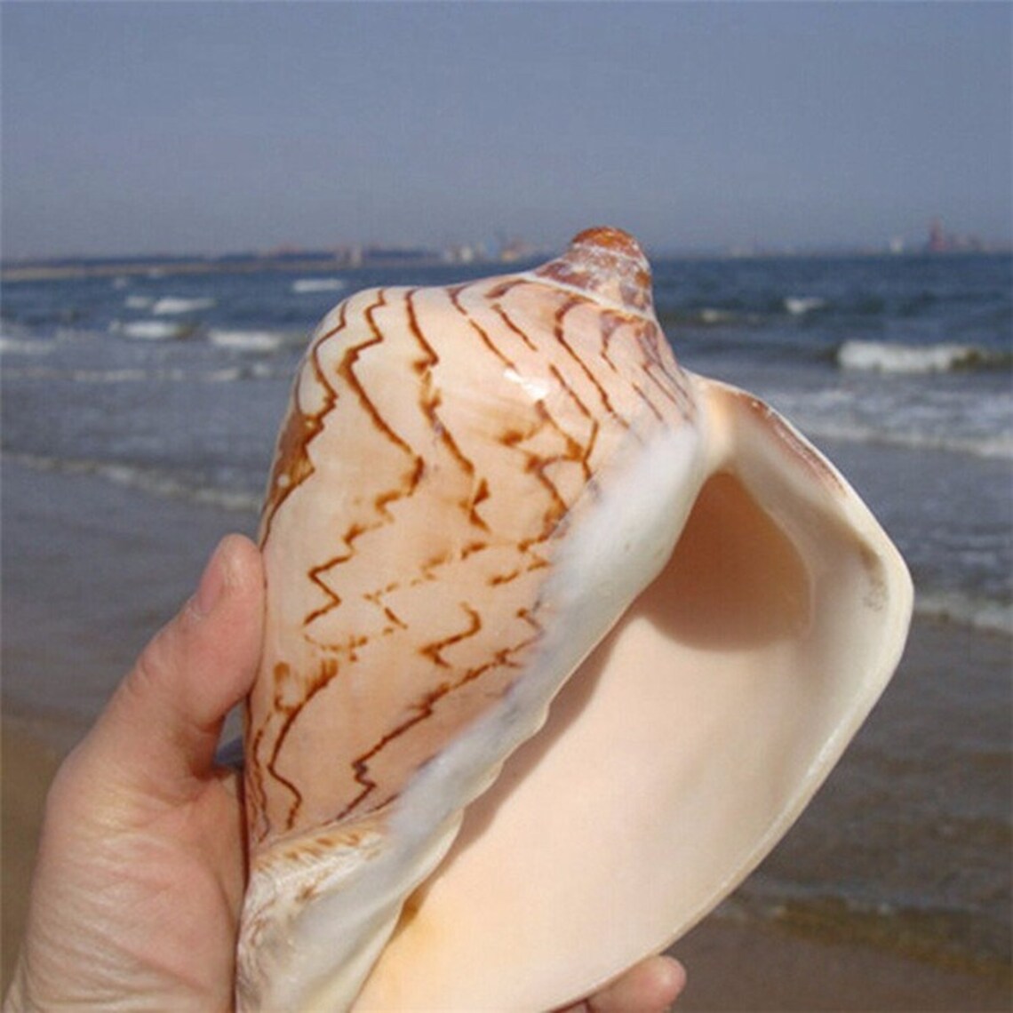 AAA LARGE 15-18CM Cymbiola Nobilis Natural Seashell Home | Etsy