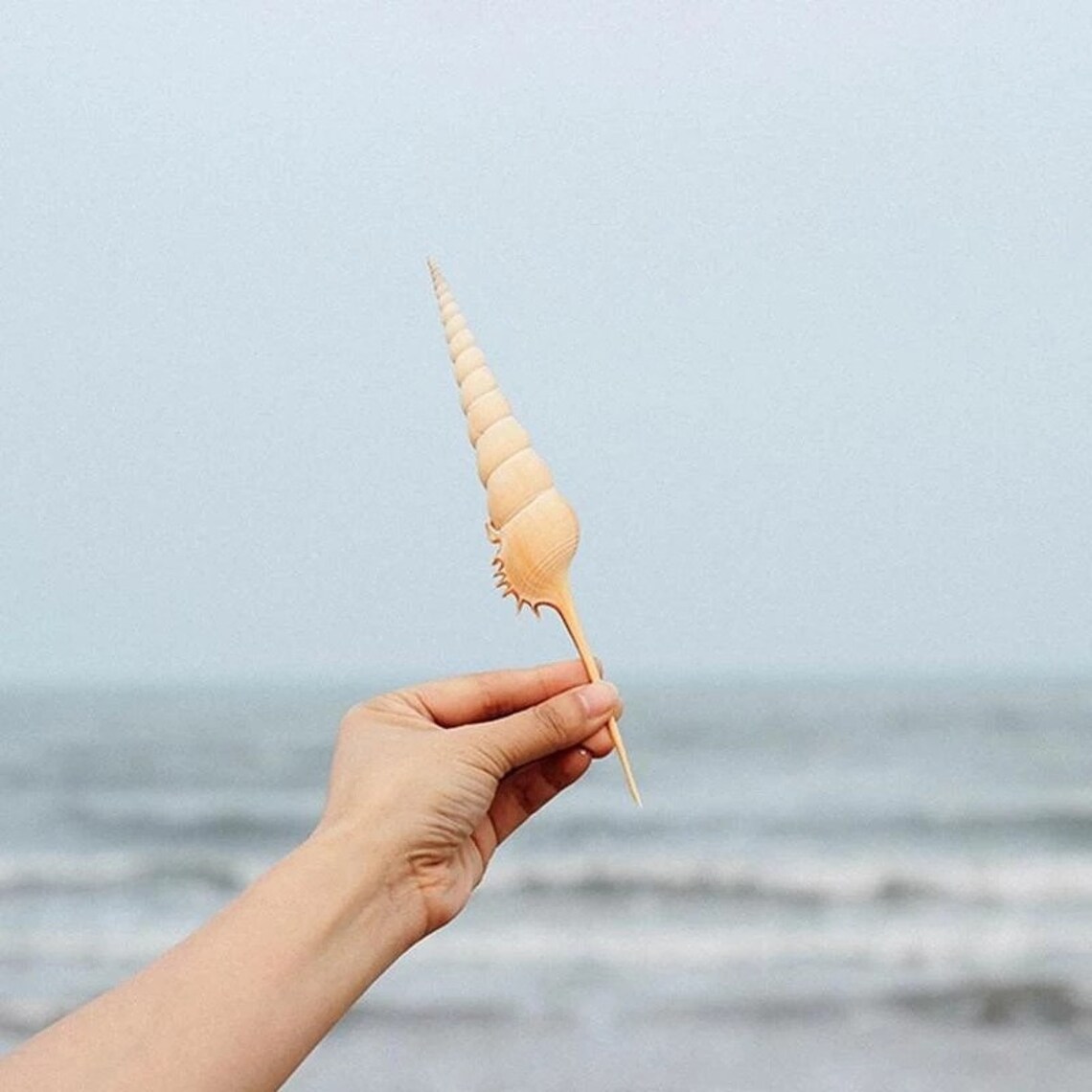 LARGE Rare Natural Conch Shells Long Snails Dafa Screw Secret - Etsy