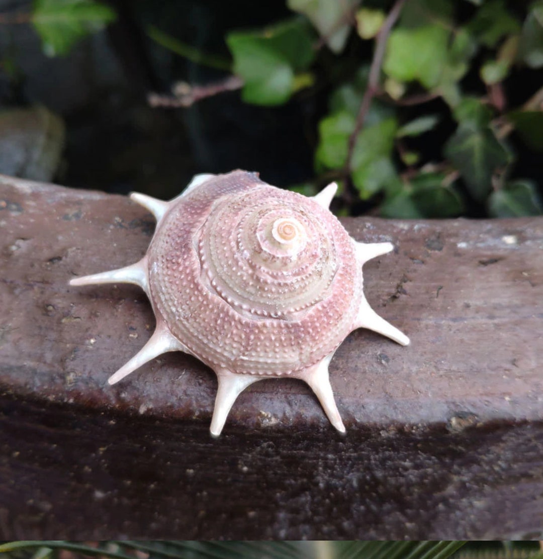 Rare Sea 3cm Natural Conch Shell Snail | Natural Conch Natural Shell ...