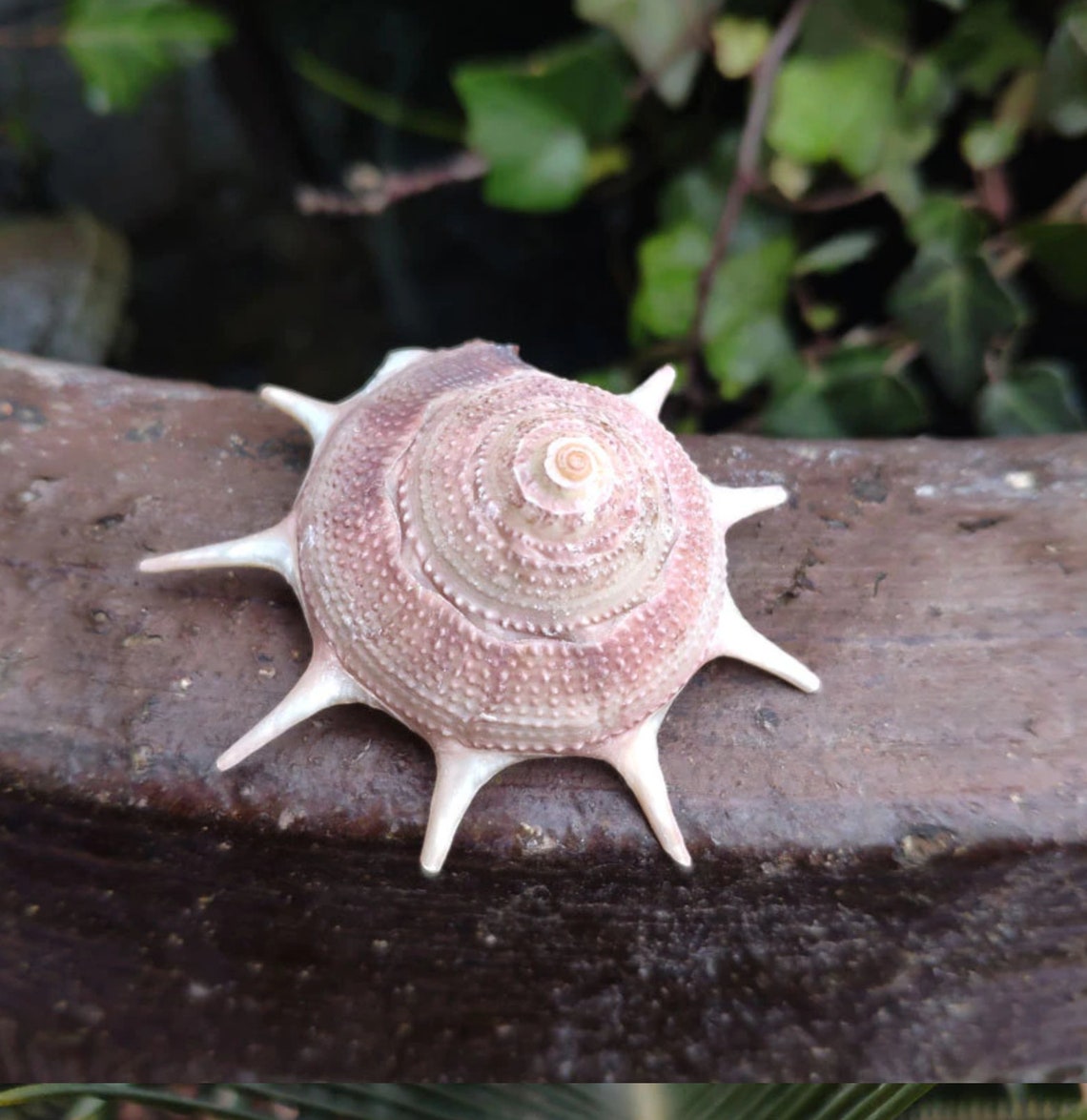 Rare Sea 3cm Natural Conch Shell Snail Natural Conch Natural | Etsy