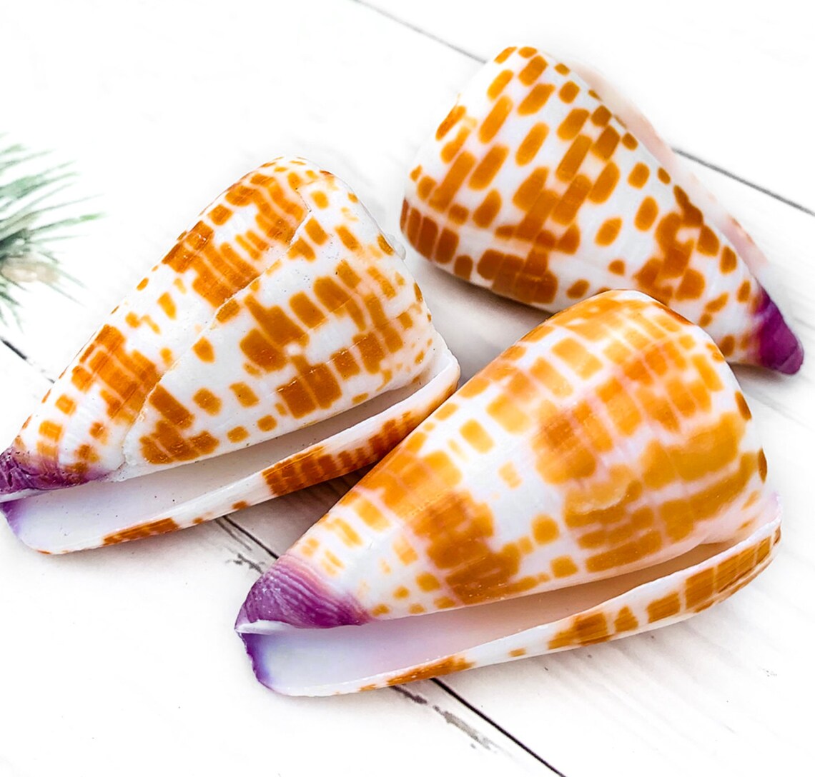 Rare Red Corn Conch Shell, Natural Seashell Specimen (5-6cm) - Etsy
