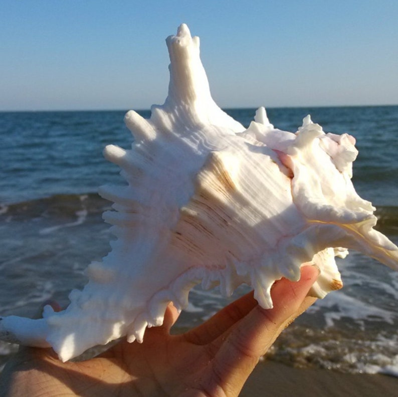 Giant Tridacna Clam Shell: Natural Sea Decor (10-21cm) - Etsy