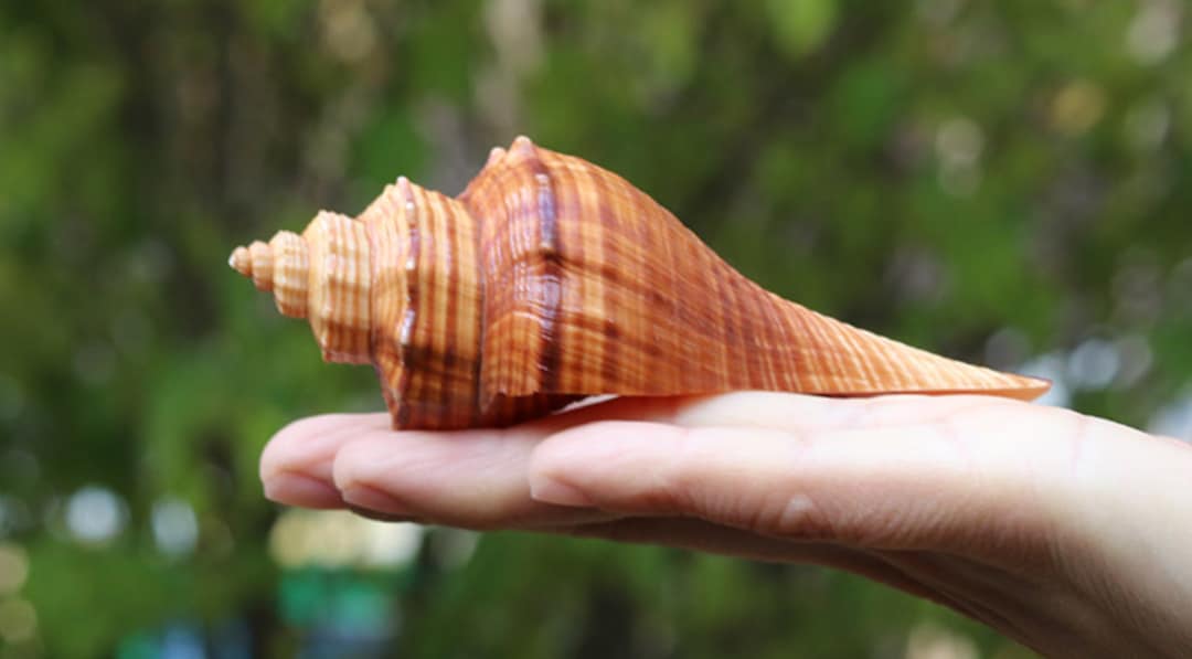 RARE Natural Conch Shell Red Sea Snail Corn Conch Sea Shell Fossil ...