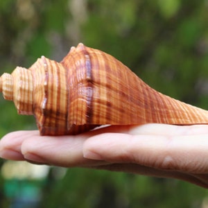 RARE Natural Conch Shell Red Sea Snail Corn Conch Sea Shell Fossil ...